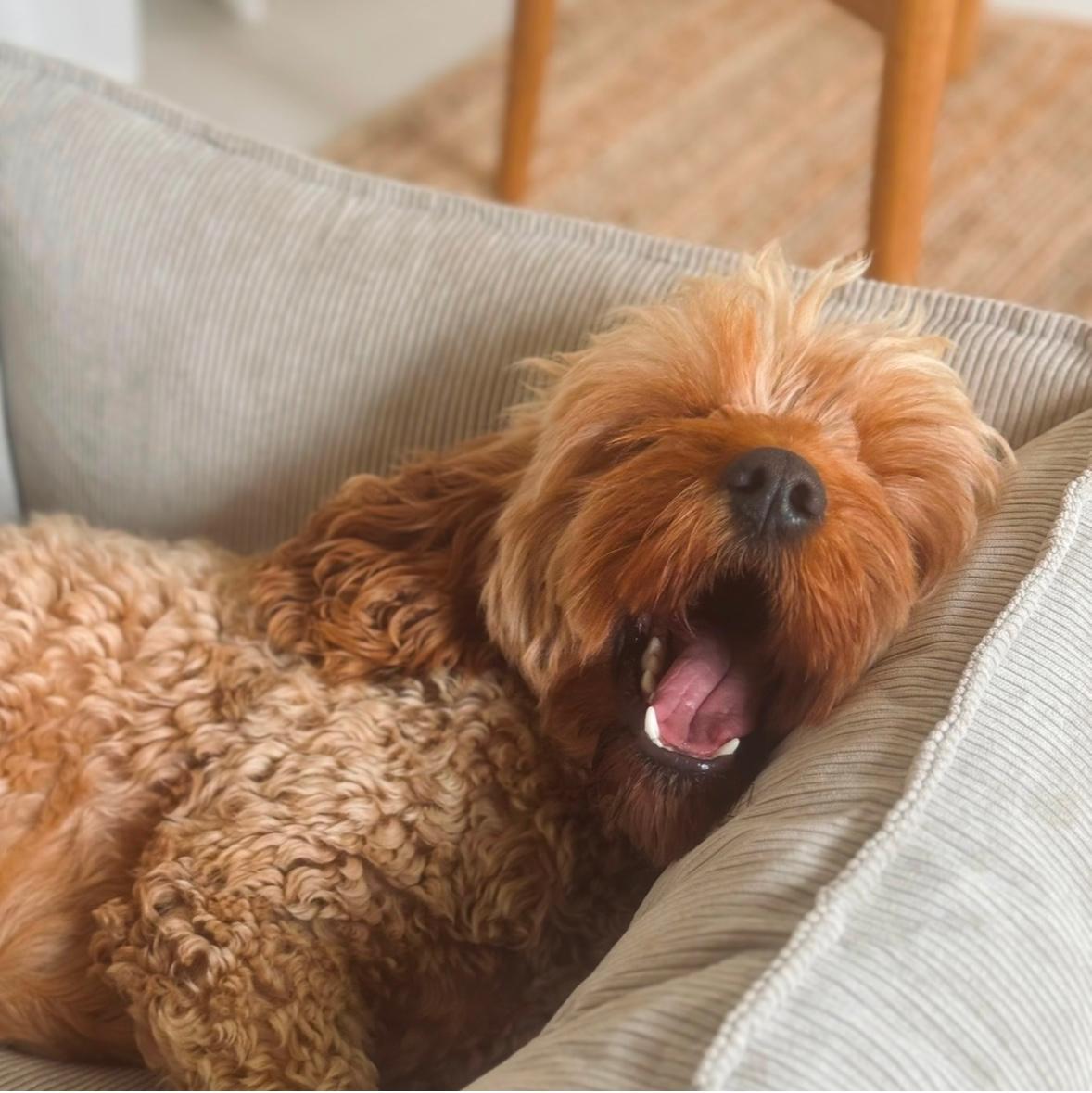 ByDoodleDog.dk